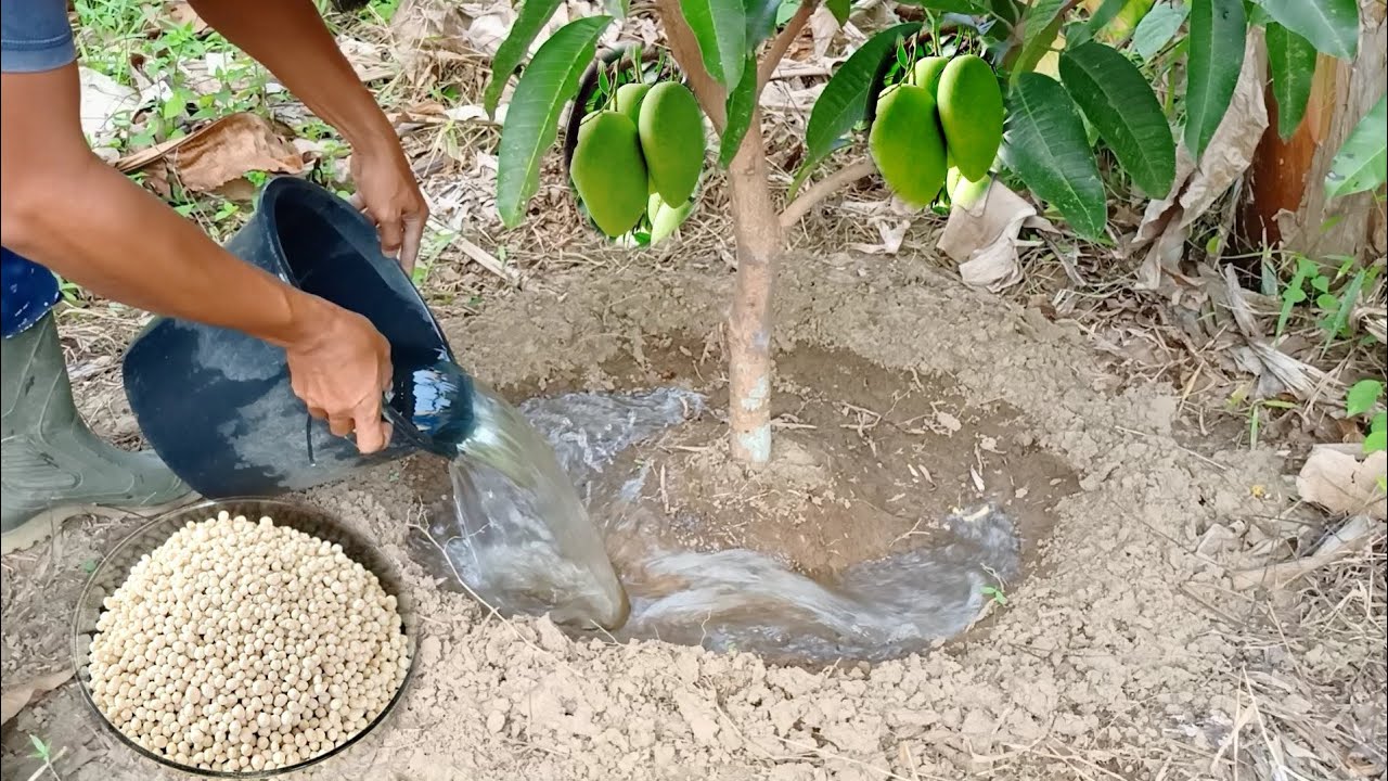 The best fertilizer for all type of plants, how to fertilizer mango ...