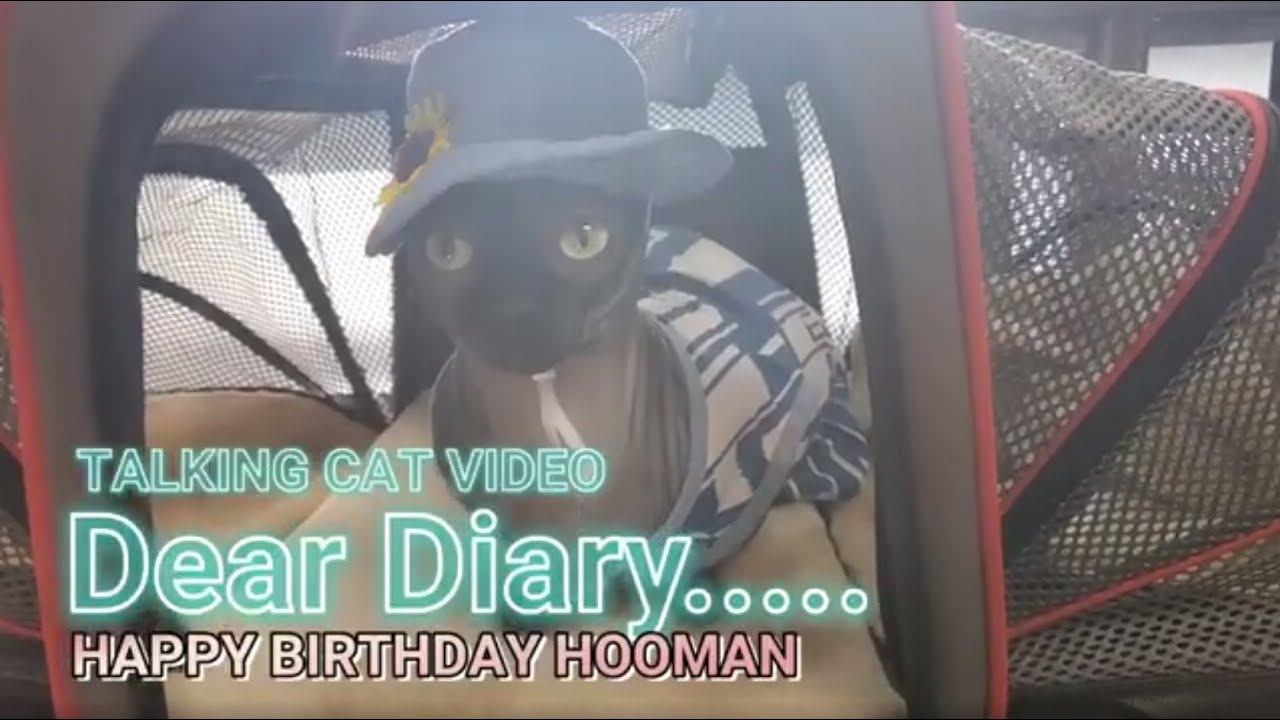 TALKING CAT VIDEO - DEAR DIARY..JUNE 8 2021 - YouTube