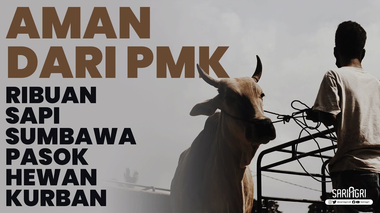 Aman dari PMK, Ribuan Sapi Sumbawa Pasok Hewan Kurban Jabodetabek - YouTube