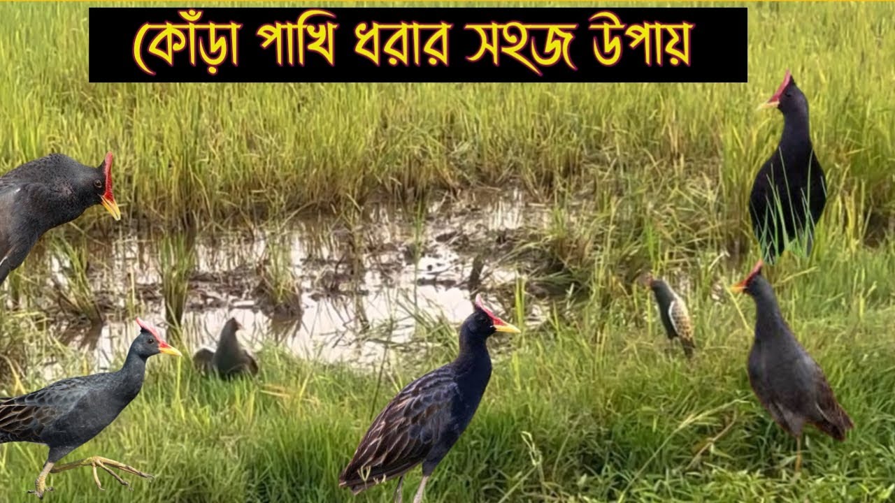 Kora Pakhi Shikar | কোড়া পাখি ধরার সহজ উপায় | পাখি ধরার ফাঁদ | Bird ...