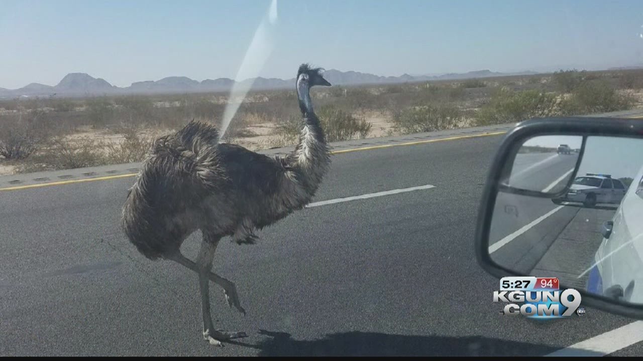 Emu seen running on Interstate 10 near Phoenix - YouTube