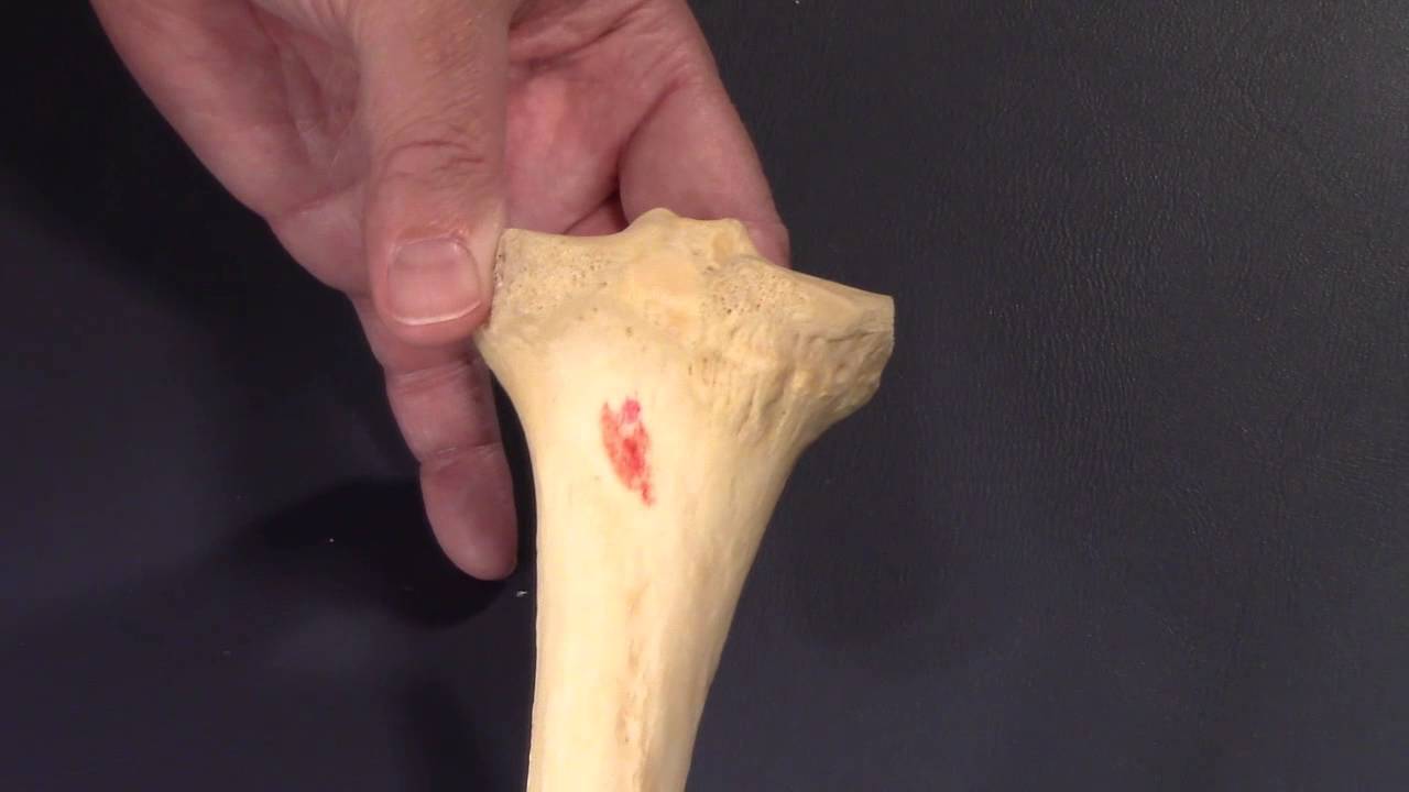 Osseous Anatomy of the Tibia (Detailed) - YouTube