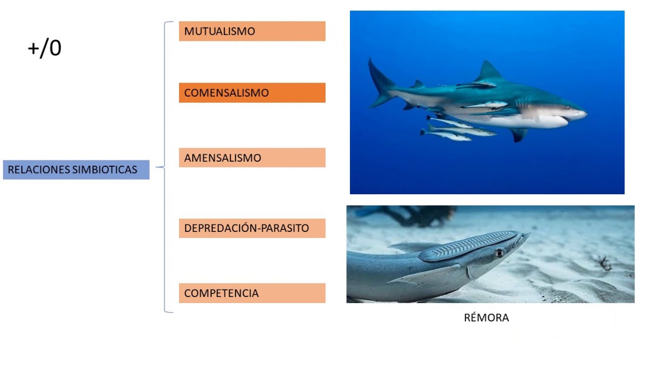Relaciones simbioticas - YouTube