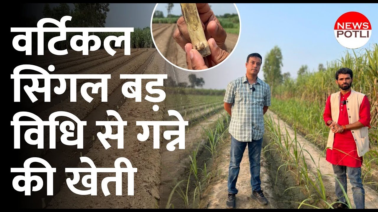 Ganne ki kheti : वर्टिकल सिंगल बड विधि की पूरी ABCD, किसानों की मांग पर ...