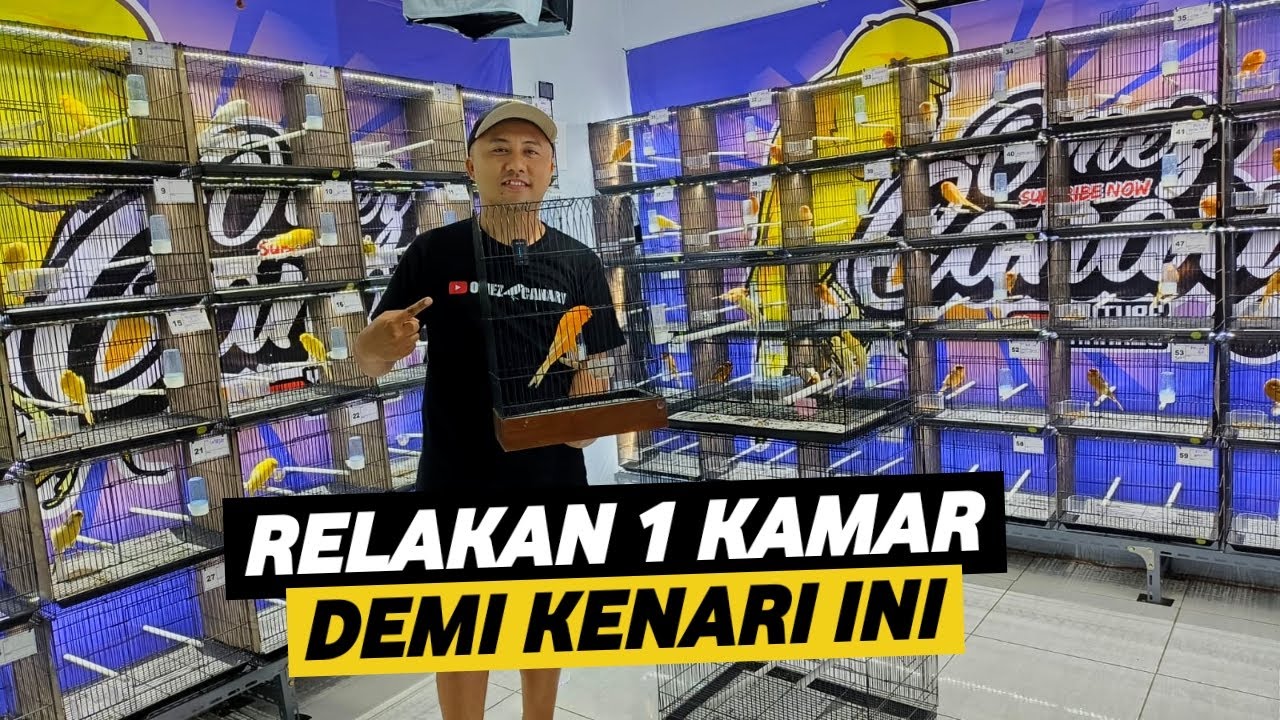 REVIEW KENARI BESAR & RAWATAN MUSIM HUJAN DI KANDANG OMEZ CANARY - YouTube