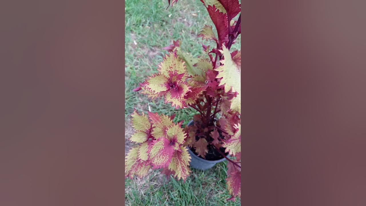 Колеус гибридный "Хенна" | Coleus hybridus "Henna" - YouTube