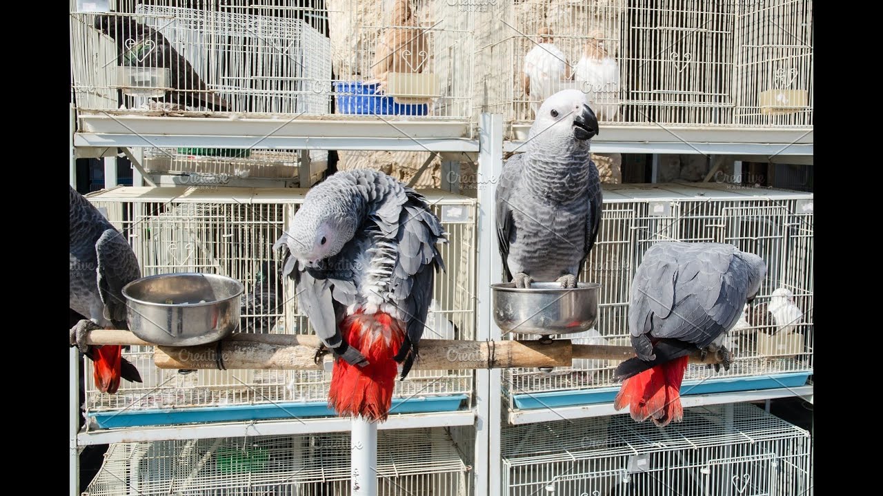 Birds Video | Doha Irani Bazar | Doha Birds Market - YouTube