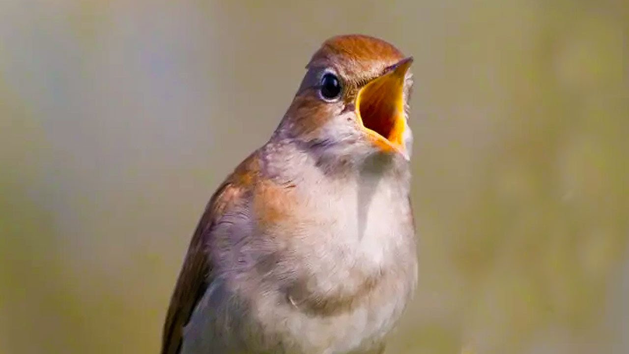 ONE HOUR NIGHTINGALE SONG | HD RELAXING SOUND | BIRD TRAINING | COMMON ...