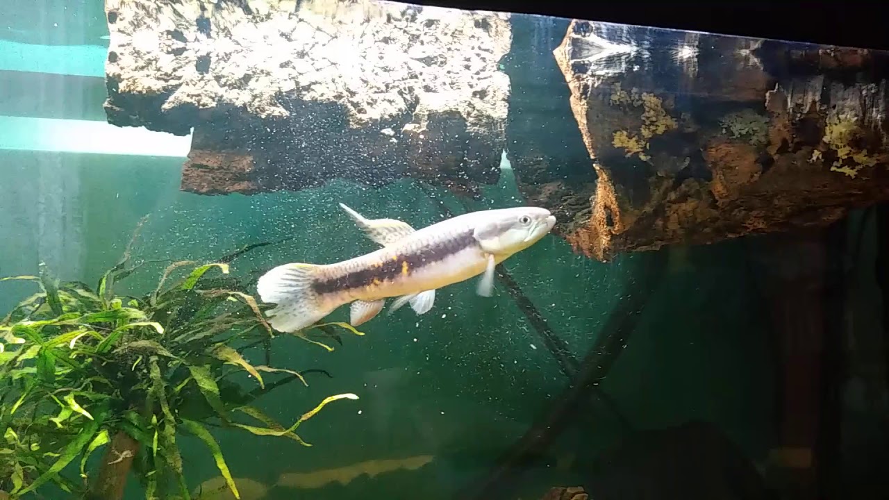 Erythrinus erythrinus - YouTube