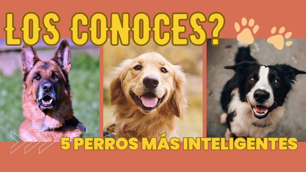Las 5 razas de perros más inteligentes del mundo: Descubre a los ...