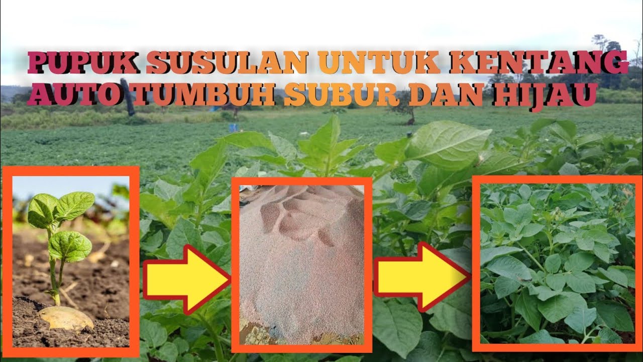 PENAMBAHAN PUPUK SUSULAN DAN PEMBUMBUNAN TANAMAN KENTANG # ...