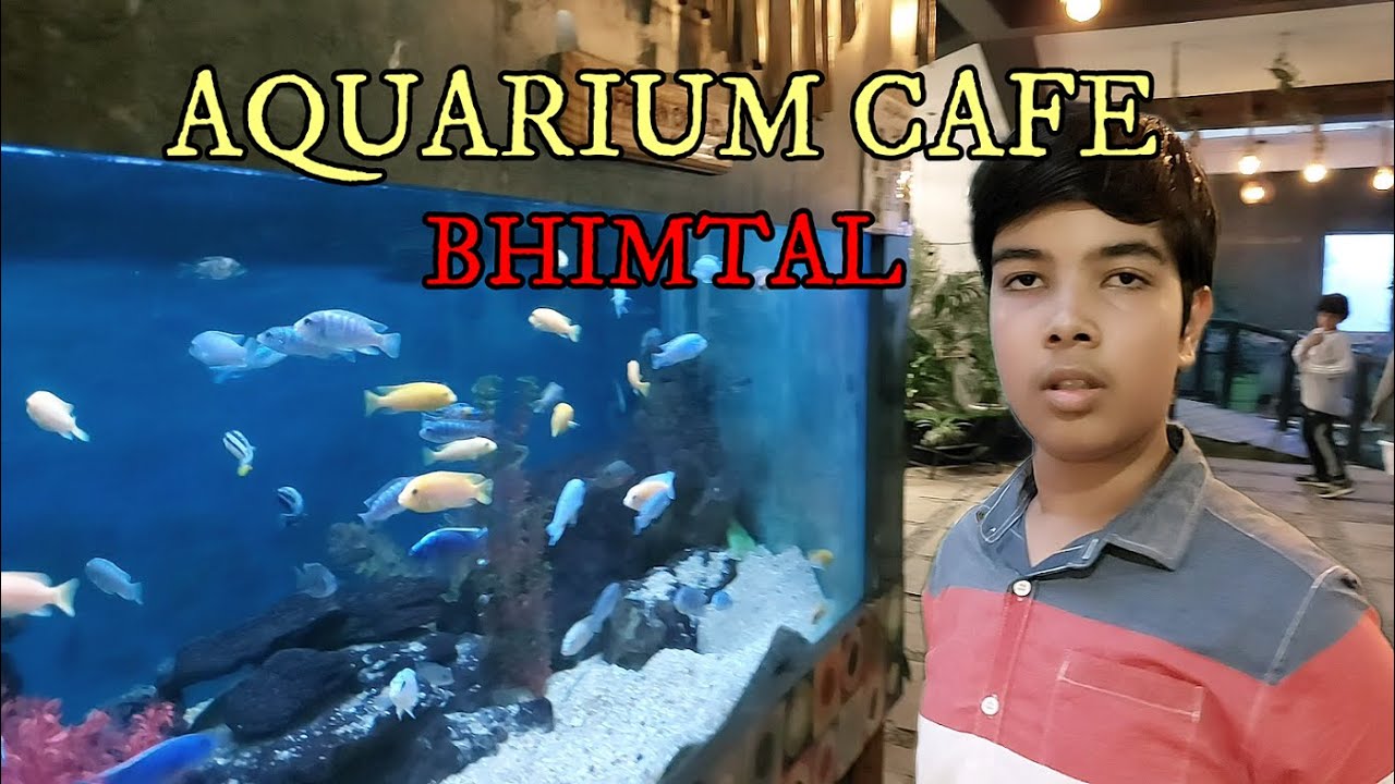 Aquarium Island Cafe Bhimtal | Unique Cafe in Uttarakhand | Fish ...