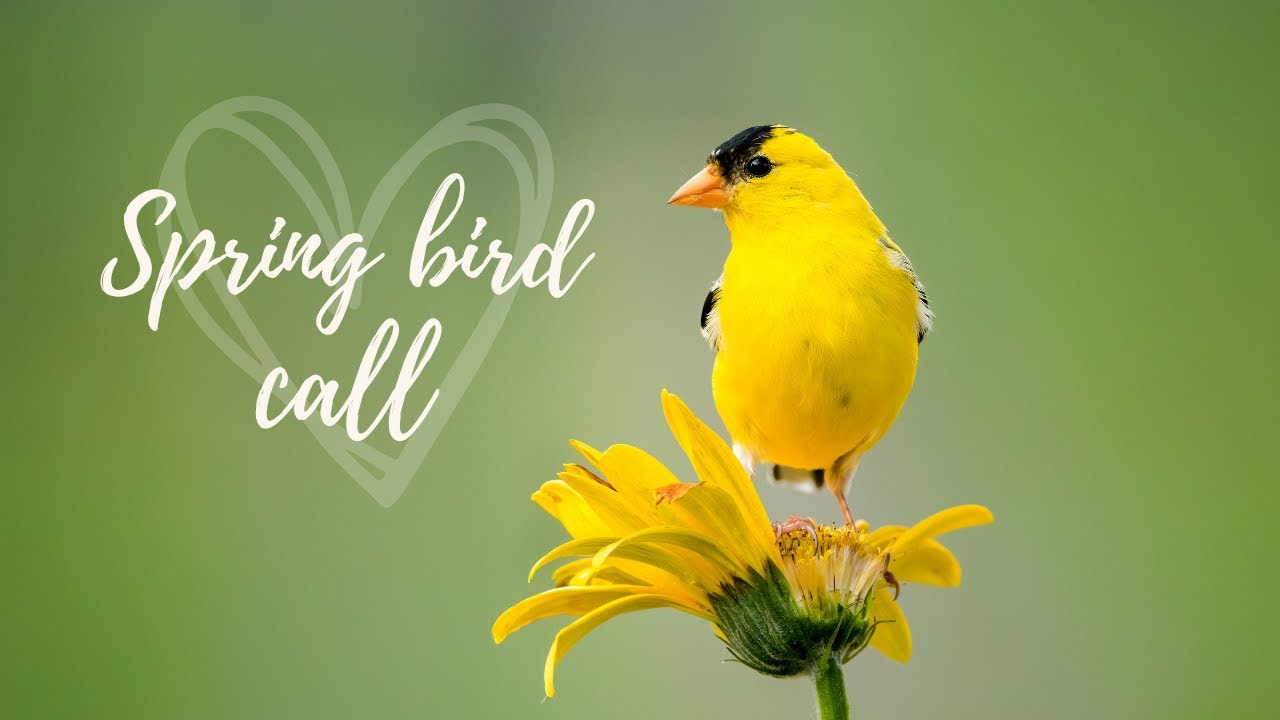 Spring bird call sounds | Beautiful and Inspiring Spring bird call ...