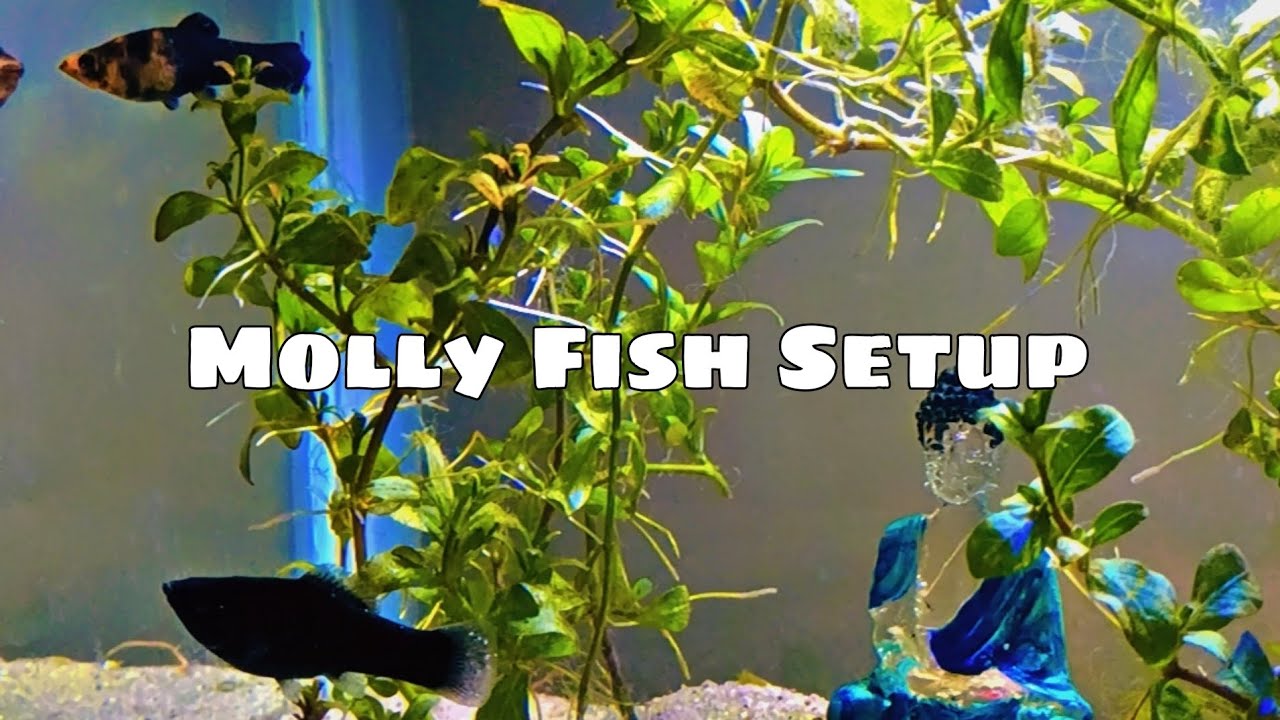 Molly Fish Tank setup with female Wild Betta 😍🐠 - YouTube
