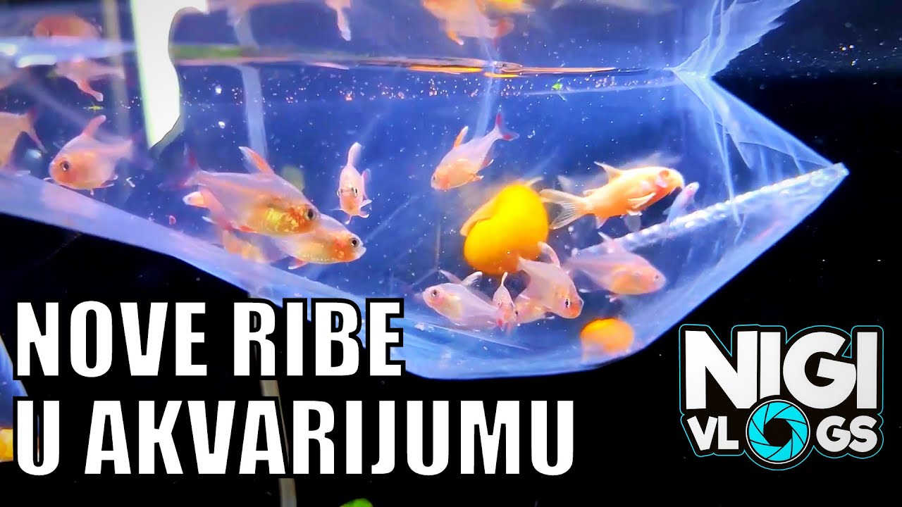 Nove Ribe u Akvarijumu #akvaristika #akvarijum - YouTube
