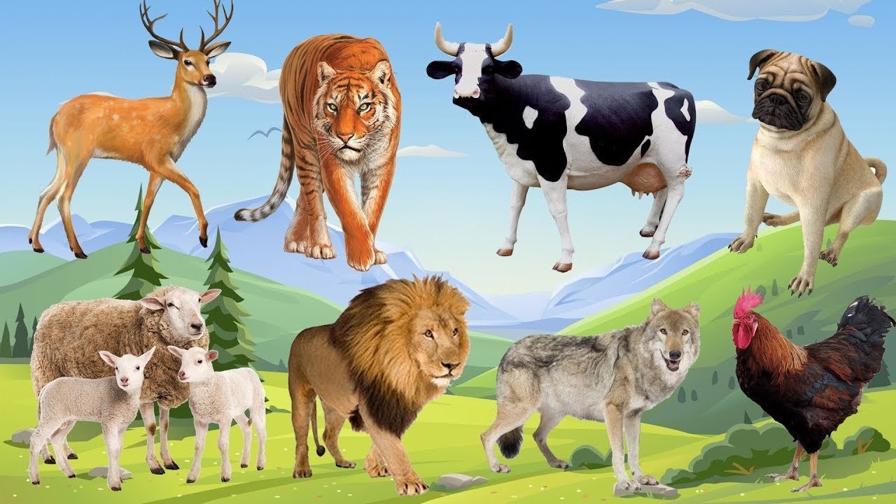 Lives of animals | Animal moments | Animal sounds: cat, dog, horse ...