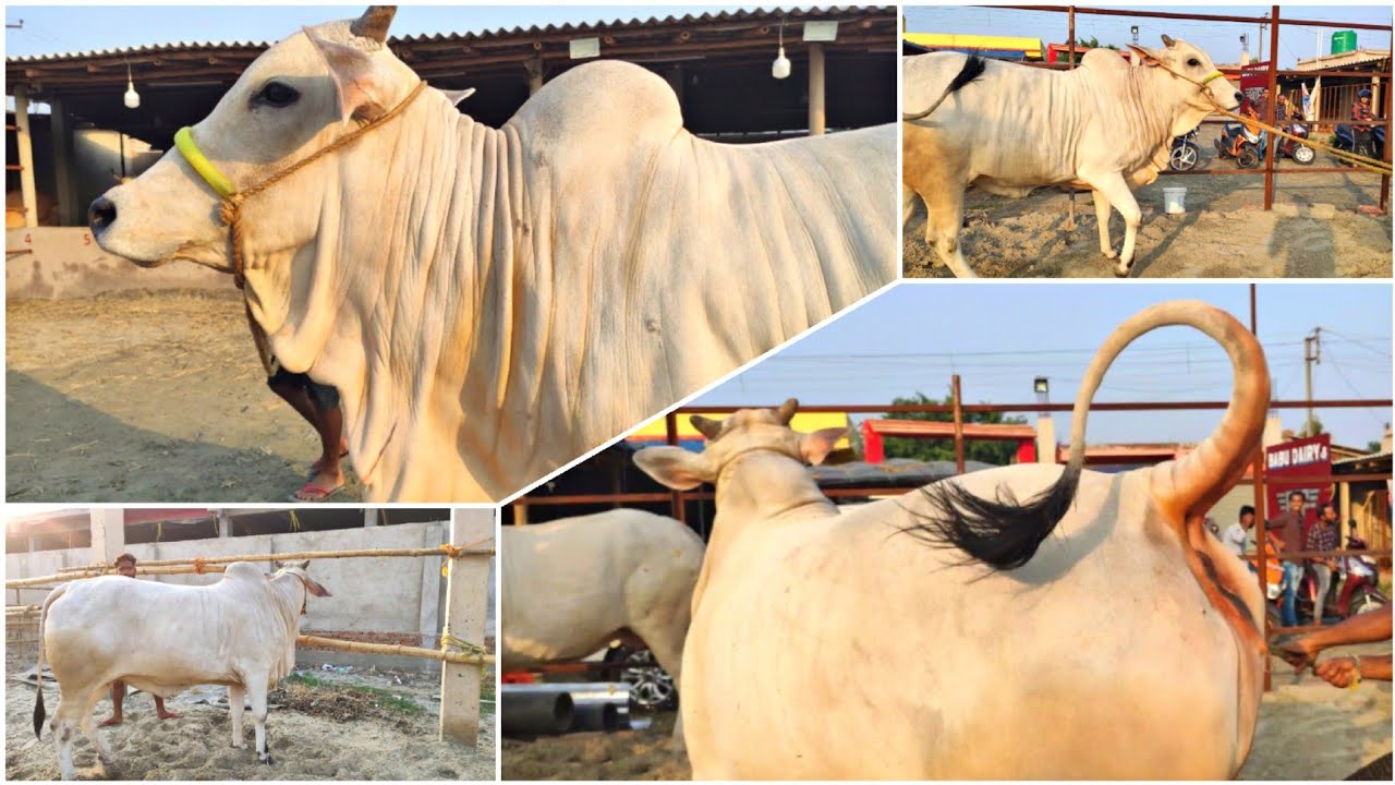 ️ BEAUTIFUL BACHI COW OF BABU DAIRY FARM COLLECTION 2023 . #golbari # ...