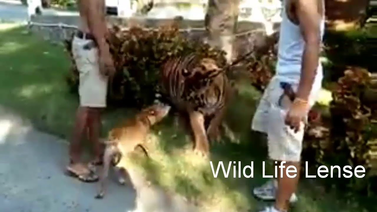 Tiger vs Dog Fight To Death | Tiger vs Dog Real Fight | Dog vs Tiger ...