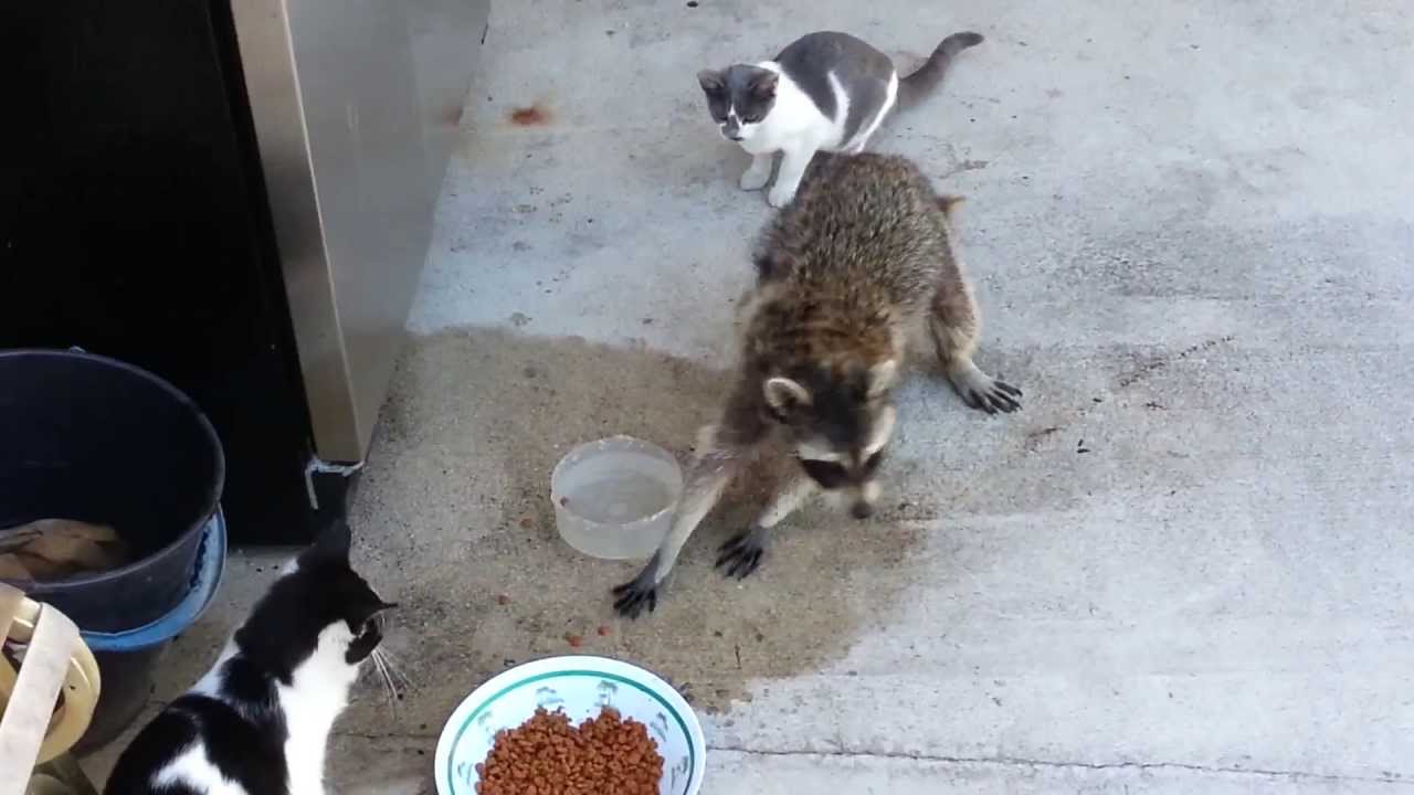 This Racoon Is A Gangsta! - YouTube