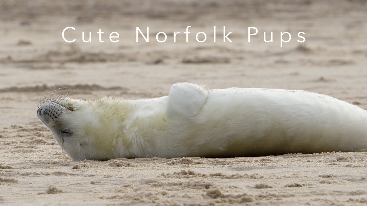 Norfolk Grey Seals & Seal Pups | Incredible UK Wildlife - YouTube