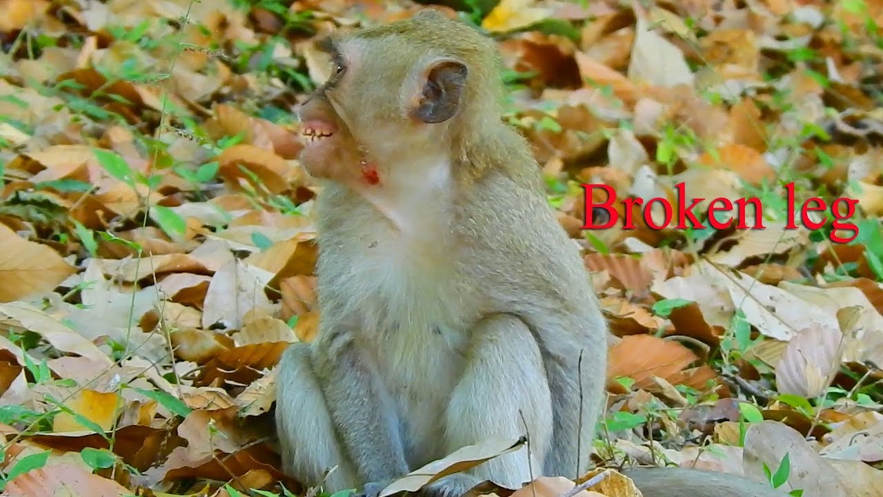 Million pity monkey broken leg can't walk ask camera man help - YouTube