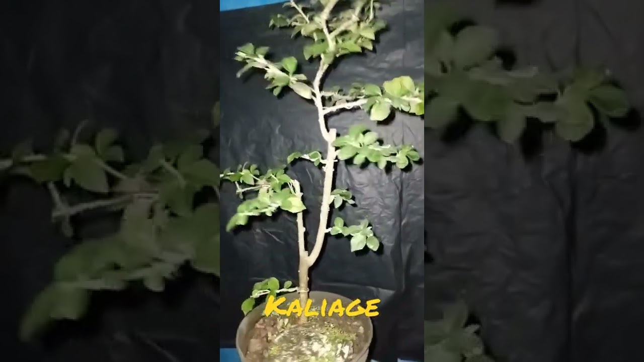bonsai kaliage #short #kaliage - YouTube
