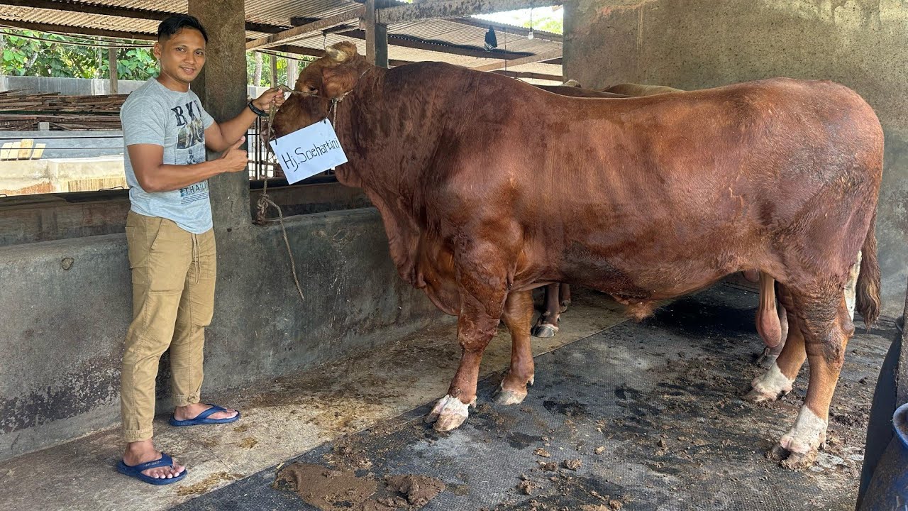PROMO BOOMBASTIS SAPI PEDIA QURBAN 2025‼️🔥🔥🔥 - YouTube