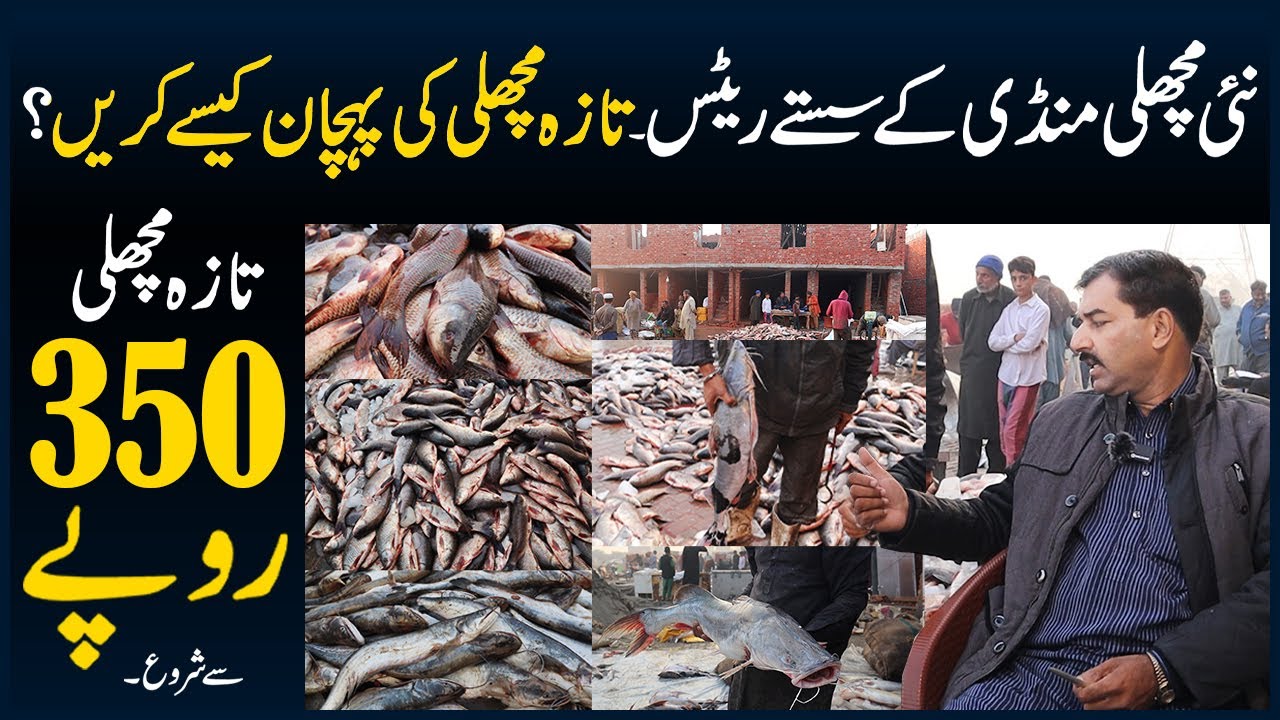 New Fish Market in Lahore Pakistan - Fish Wholesale Market - Fish ...