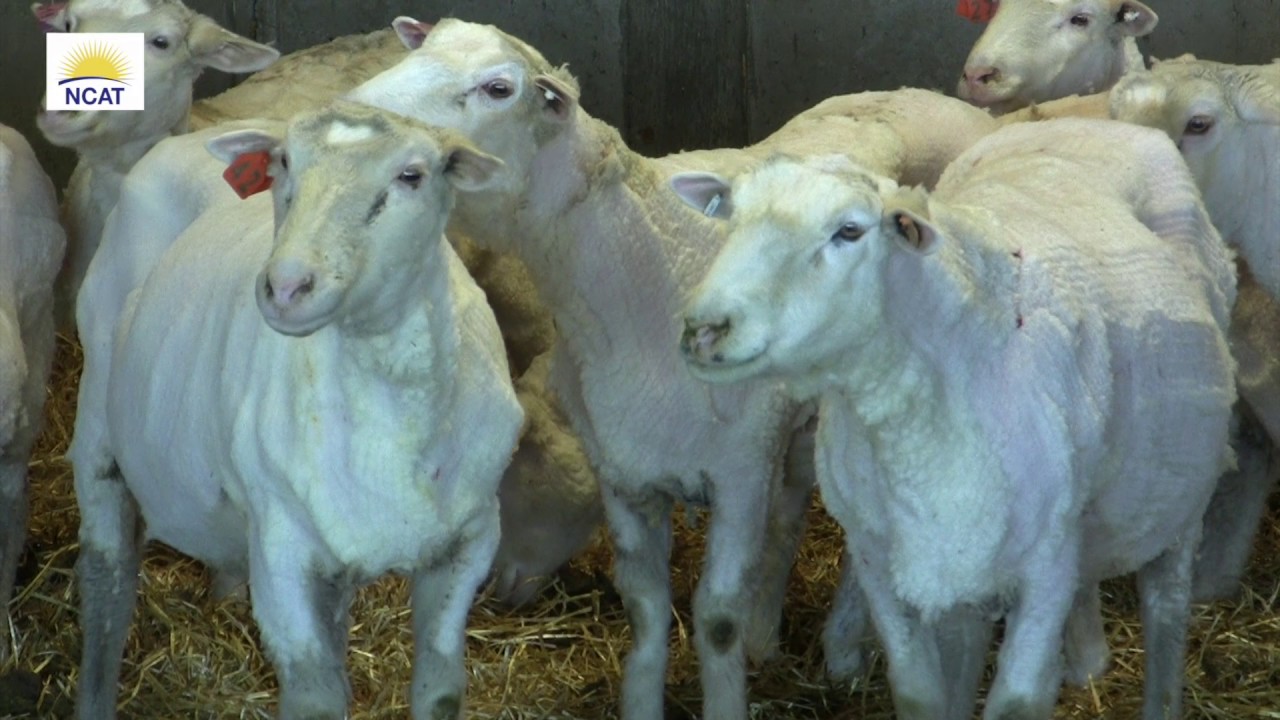 It's More Than Getting the Wool Off - YouTube