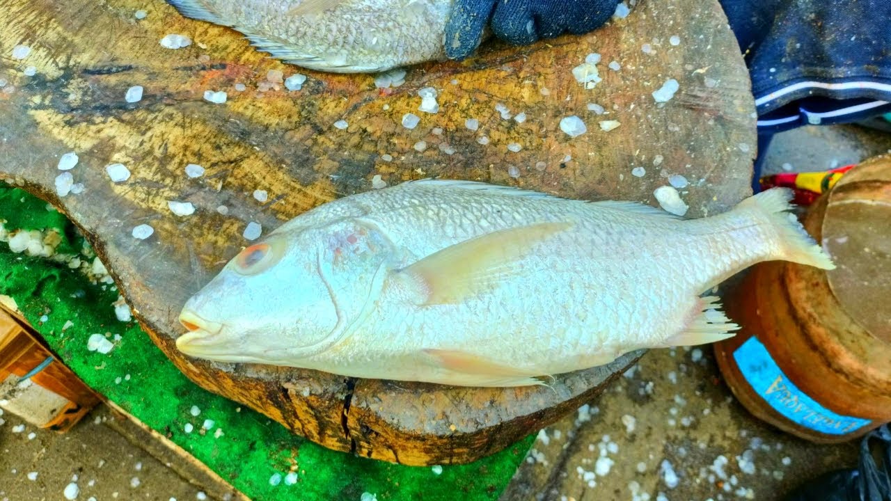 Korukai Fish Cutting Skill / India Fish Market / CT 360*🔪 - YouTube