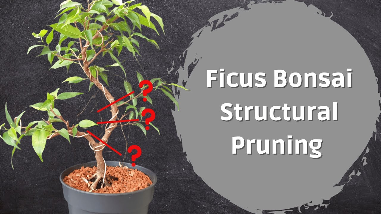 Structural Pruning On Ficus Pre-Bonsai - YouTube