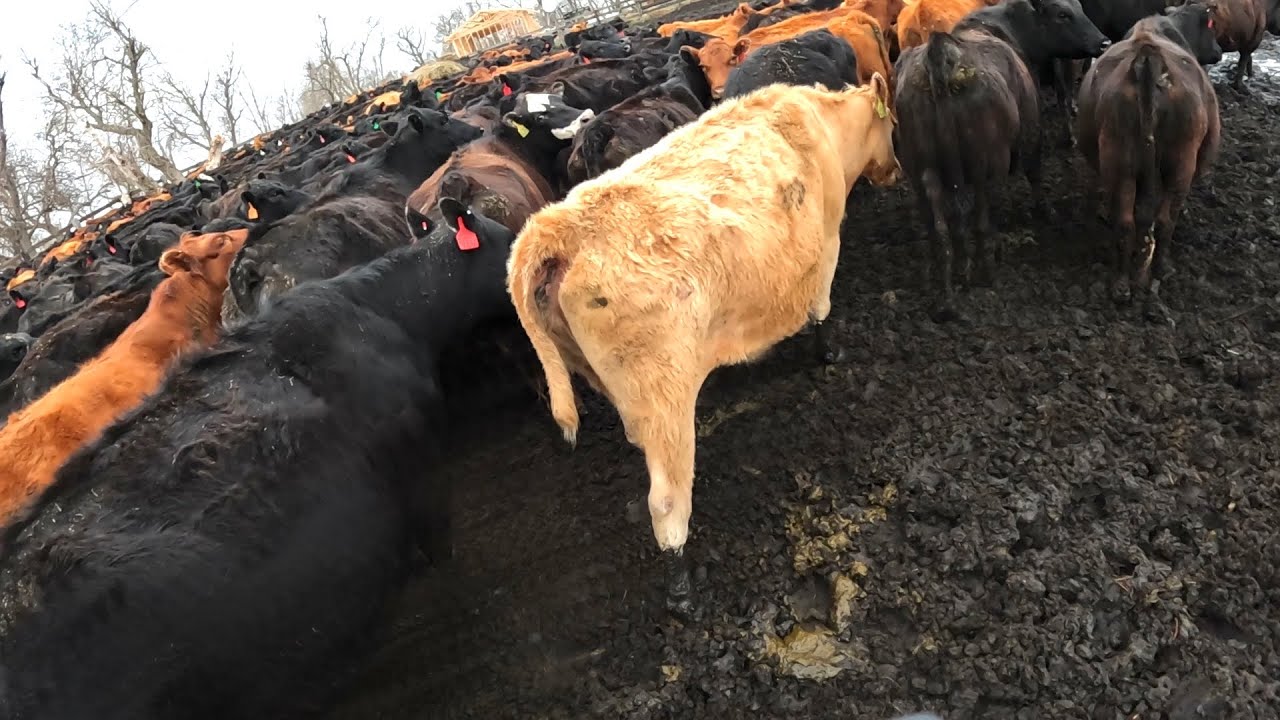 Sorting EVERY Cow We OWN! - YouTube