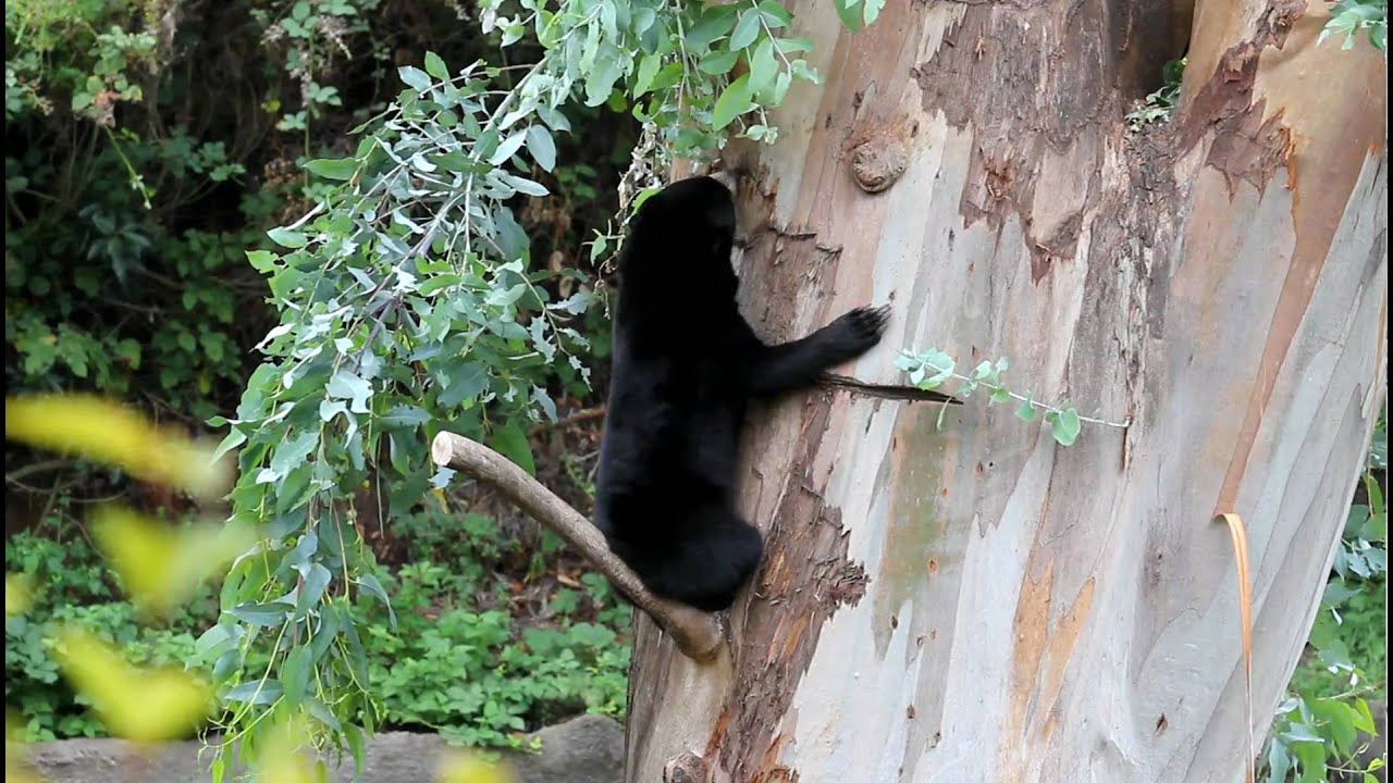 Sun bear cub Pagi climbs a tall tree (Oakland Zoo) - YouTube