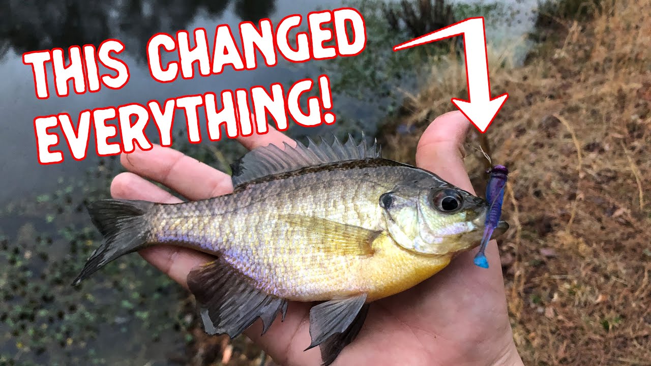 Fishing a Dead Pond - YouTube