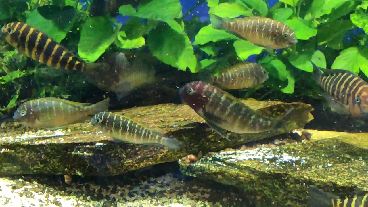 Tropheus Nkonde yellow. Трофеусы Нконде еллоу - YouTube