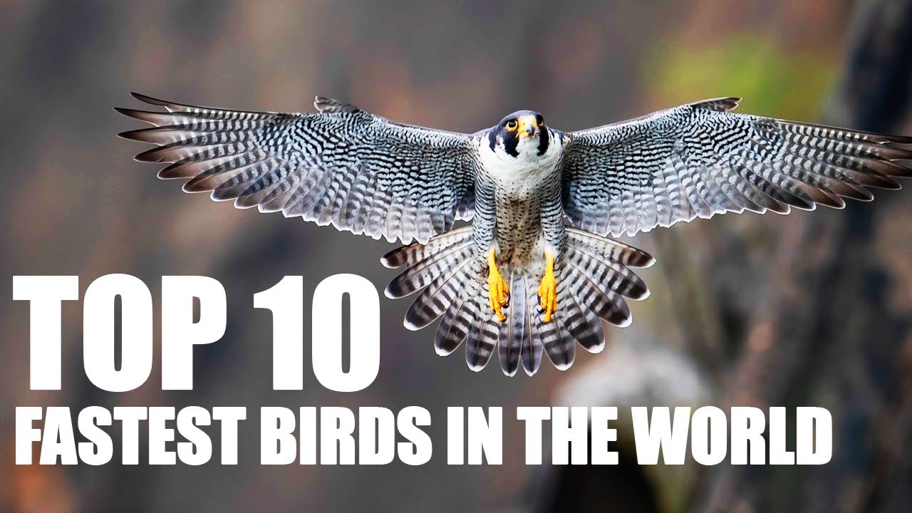 TOP 10 FASTEST BIRDS IN THE WORLD | INFO PLANET - YouTube