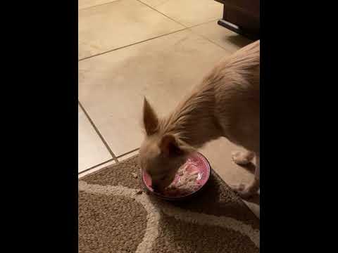 Dog eating chicken - YouTube