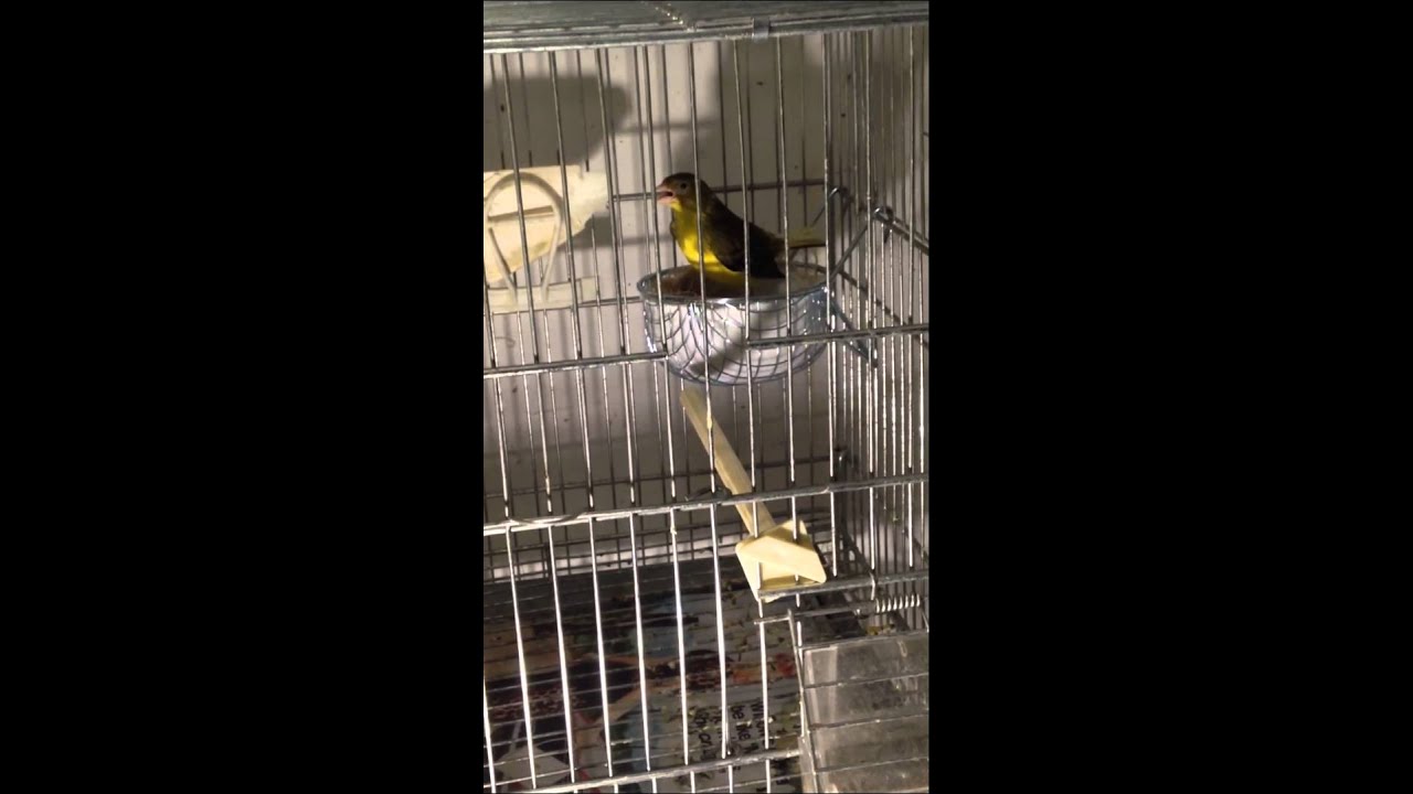 canary x green singer breeding - YouTube