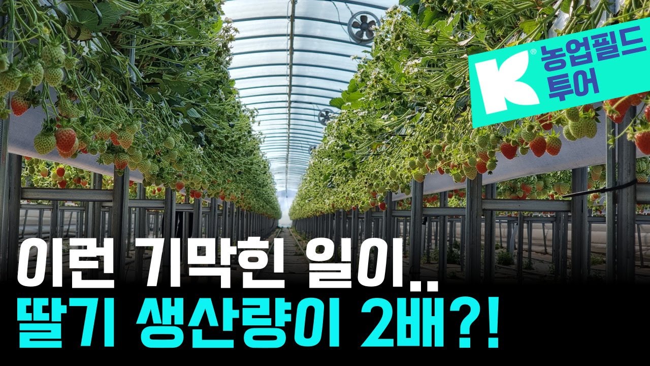딸기가 무진장 달린다니 이런 기막힌 일이 클라스만 클라스만데일만 딸기육묘 딸기 딸기재배 피트모스 클라스만상토