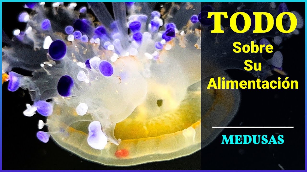 COMO ALIMENTAR A TUS MEDUSAS - YouTube
