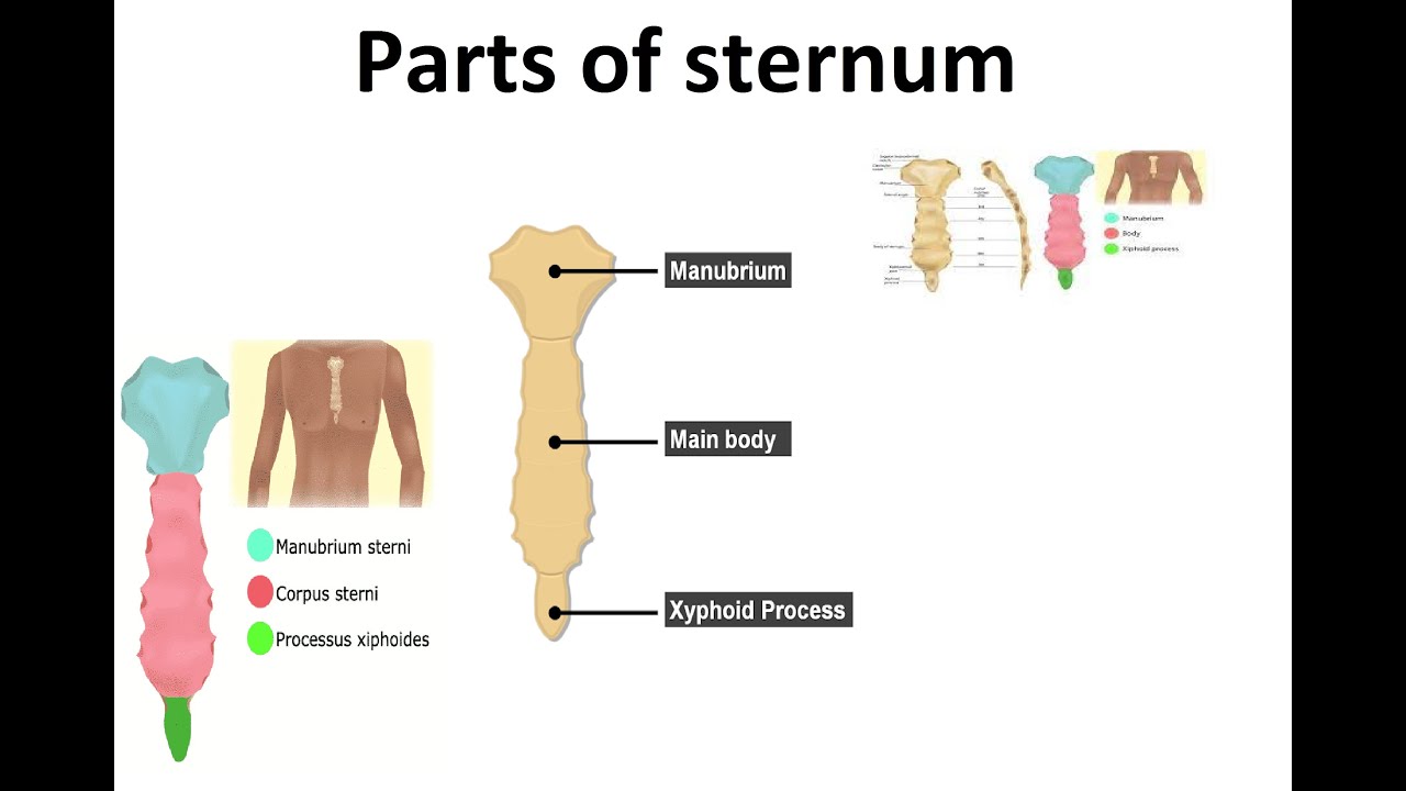 The Sternum Body Manubrium Xiphoid Teachmeanatomy