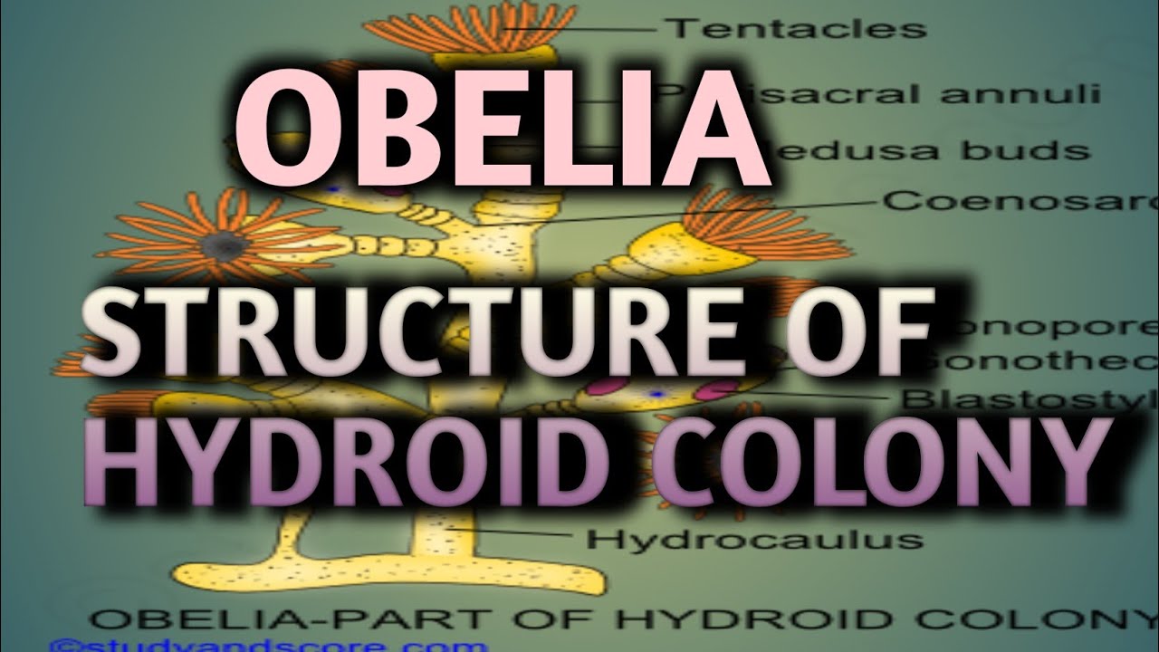 STRUCTURE OF HYDROID COLONY OF OBELIA - YouTube