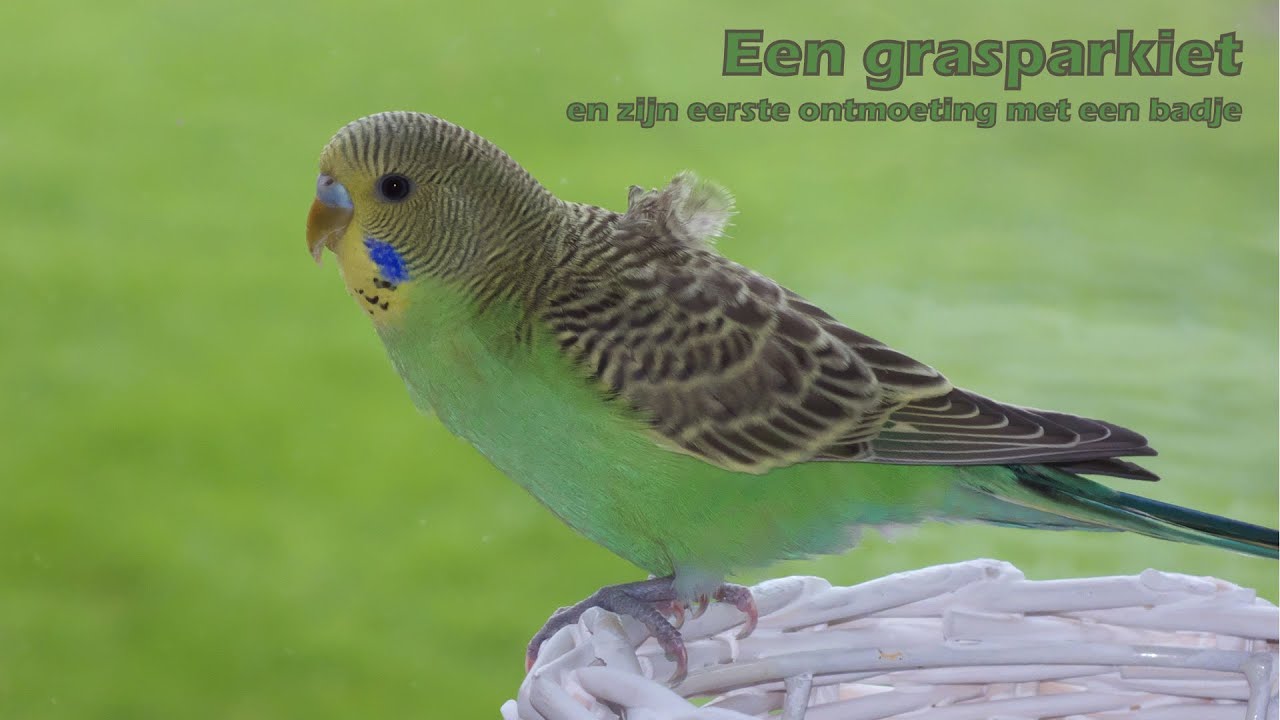 Een grasparkiet en zijn eerste ontmoeting met een badje - YouTube