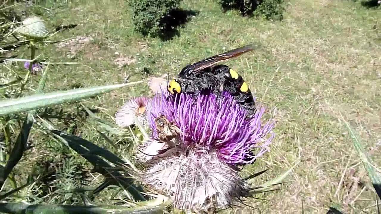 Giant Wasp, Scolia flavifrons - YouTube