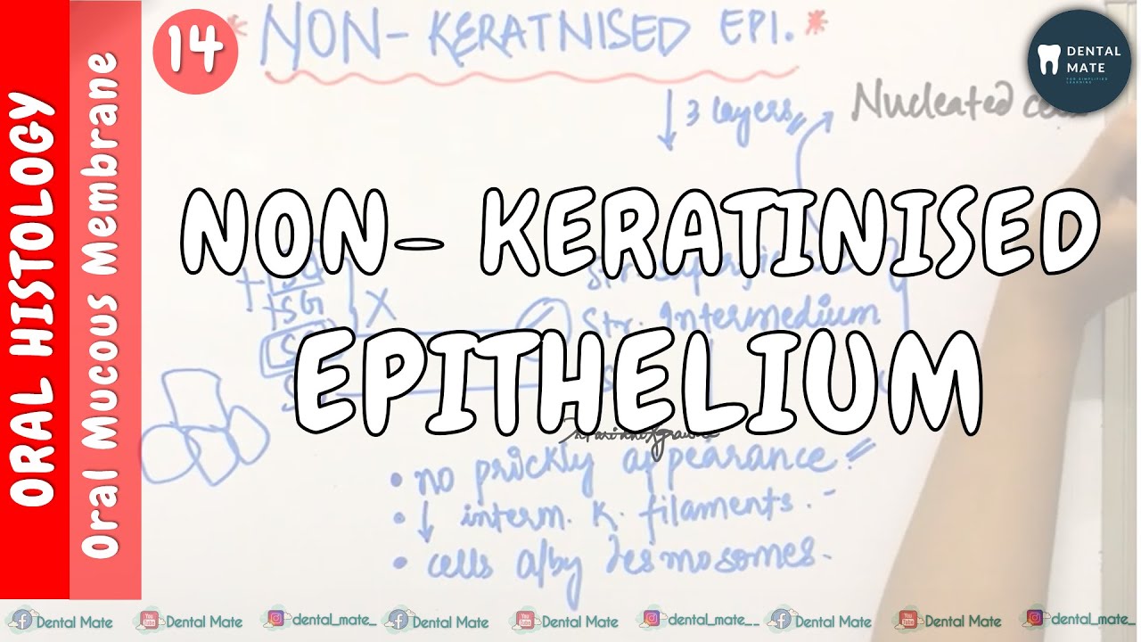 Non-Keratinised Epithelium | Differences between keratinised and non ...