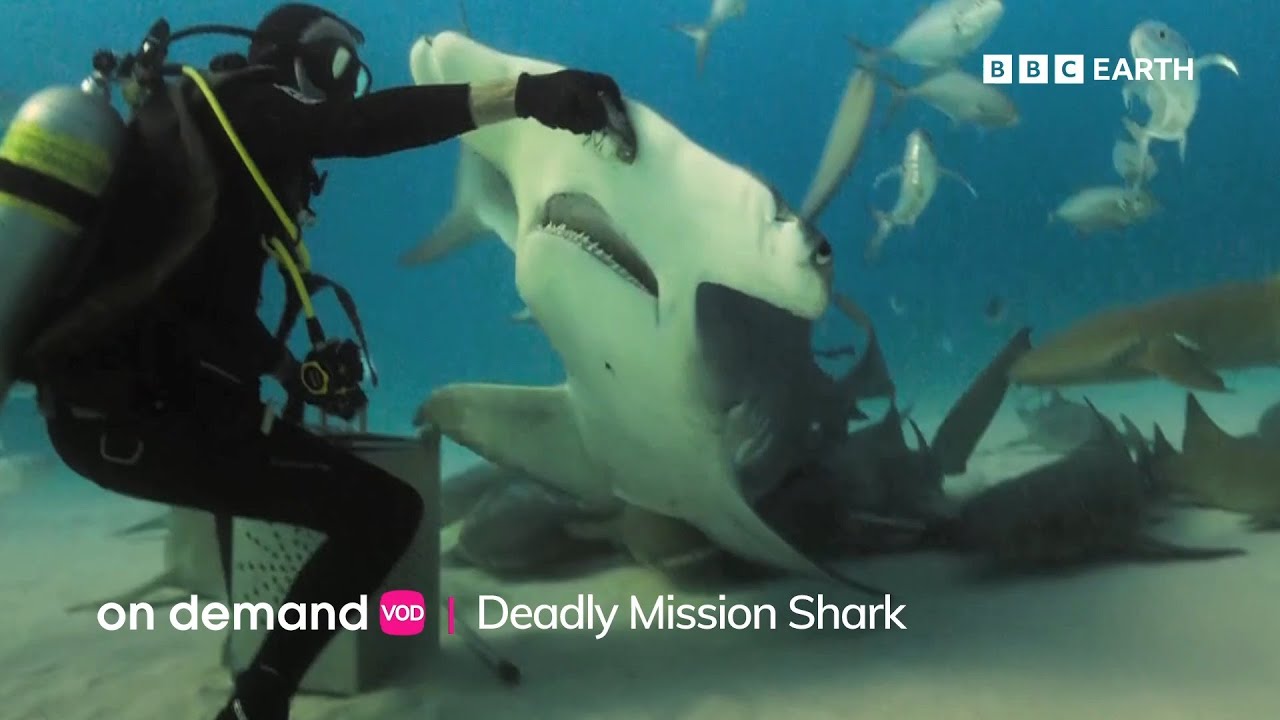 Dive deep into the world of sharks with Astro - YouTube