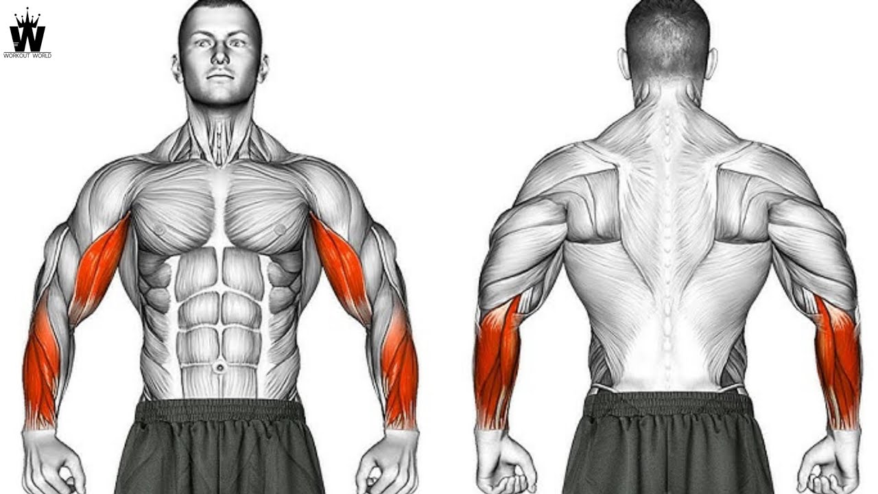 Make Strong and Attractive Forearms Workout - YouTube