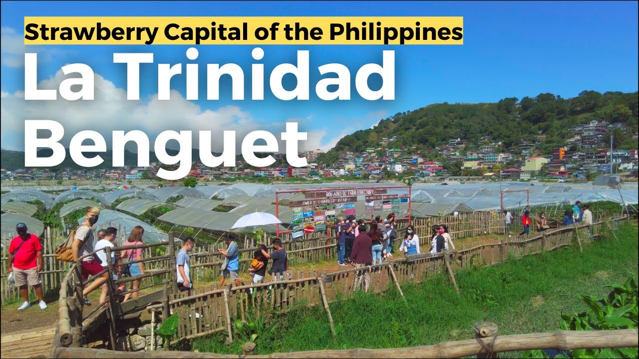Quick Trip to Strawberry & Lettuce Farms of La Trinidad | Benguet ...