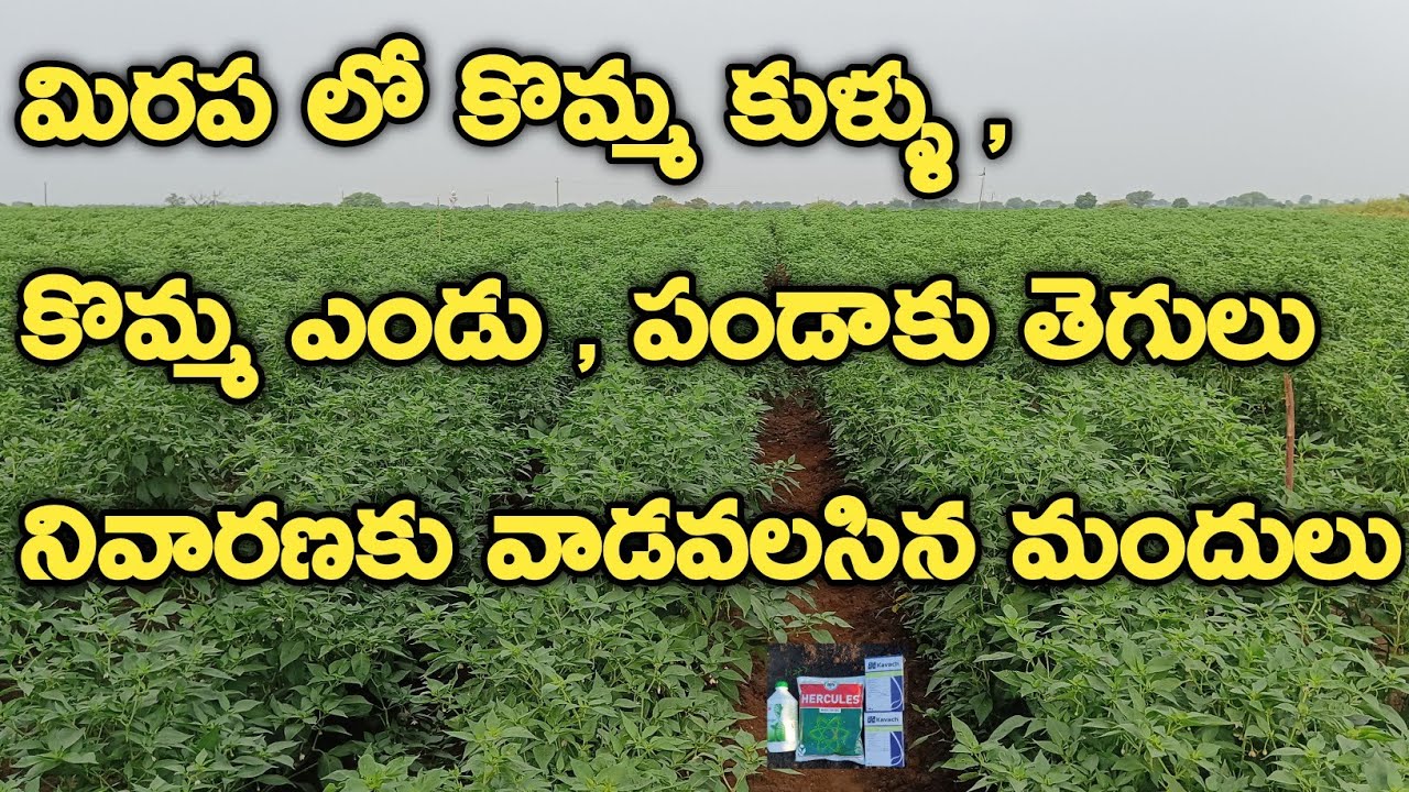 Syngenta kavach fungicide uses | Hercules insecticide uses | Best ...