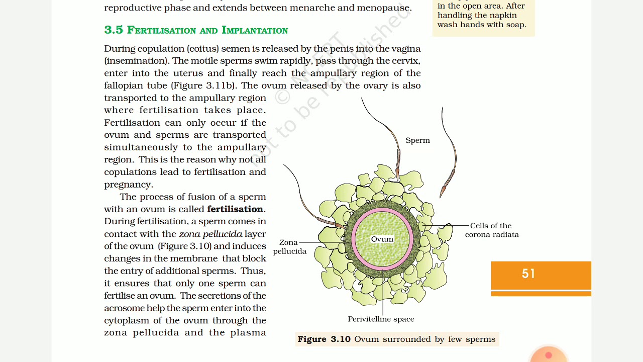 process of fertilization chapter human reproduction class 12 Biology ...